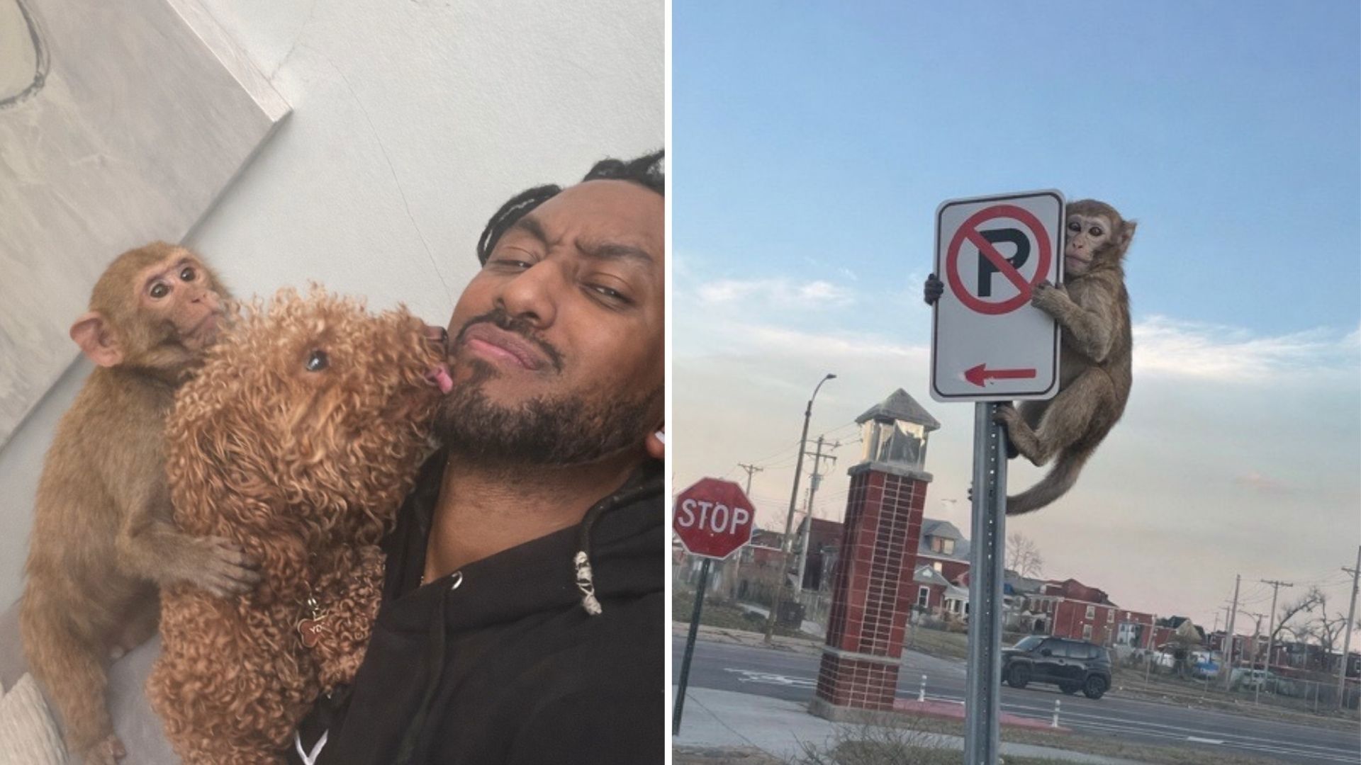 AI-Generated monkey photos add confusion to St. Louis sightings | ksdk.com