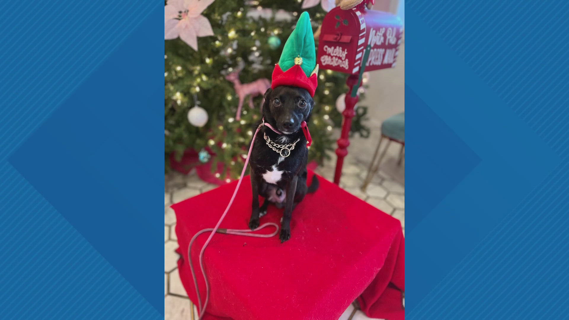 Sammy's Stars: Dec. 23, 2025 | ksdk.com