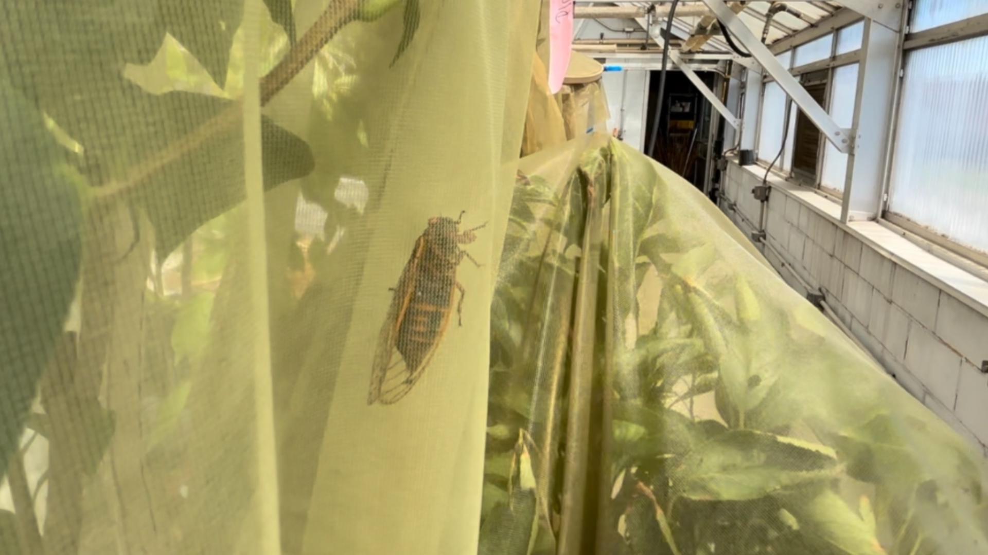 'Zombie' cicada fungus complicating SLU research | ksdk.com