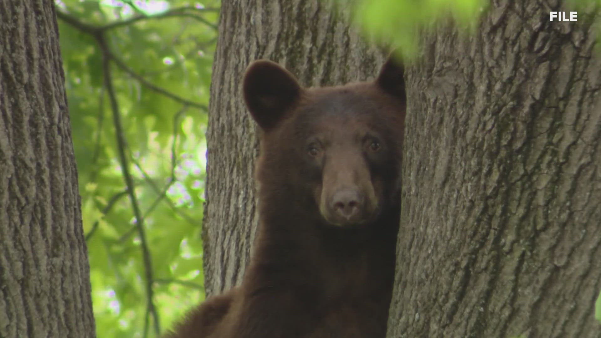 Black bears on the move in Missouri | ksdk.com