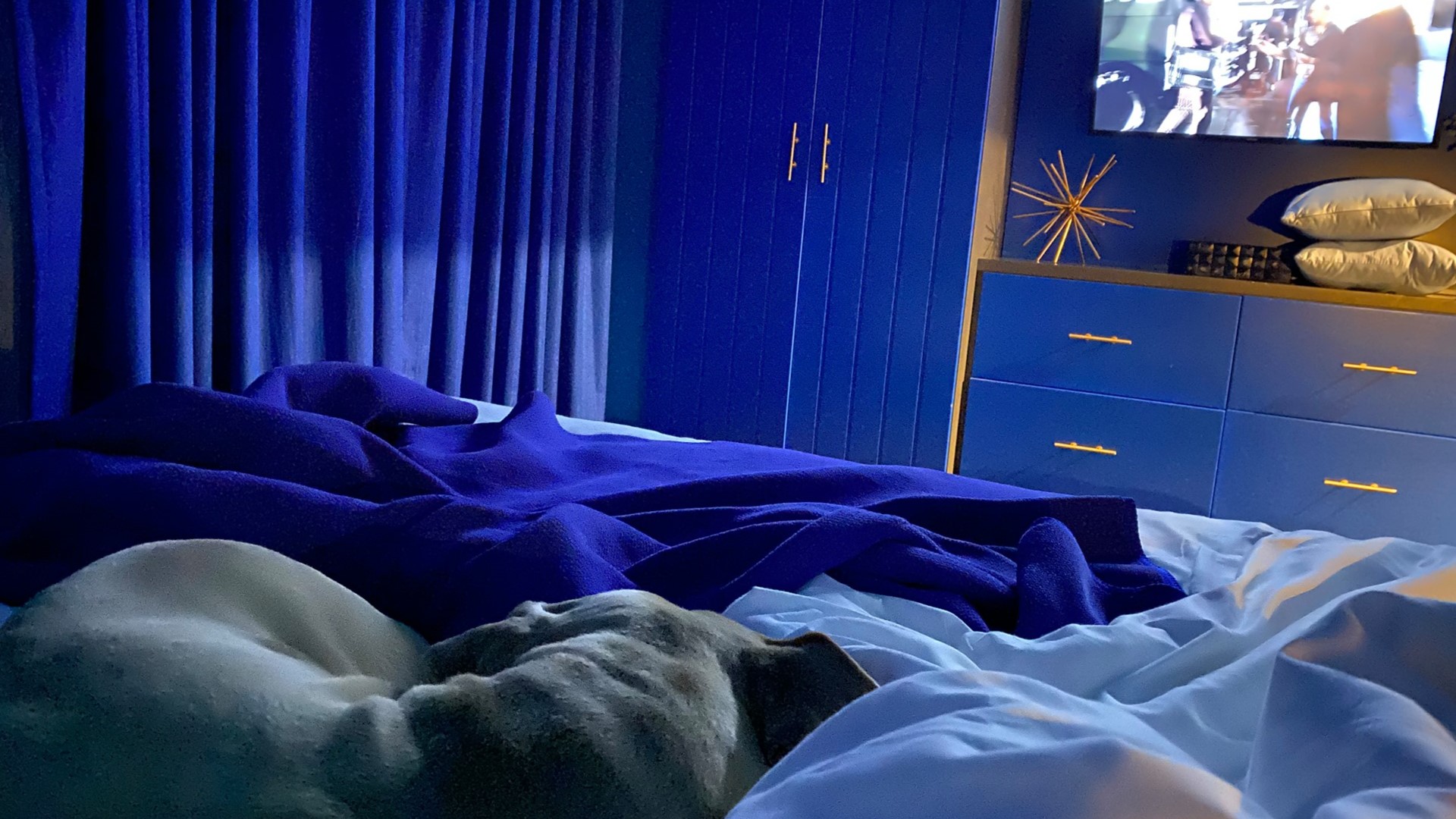 St. Louis rescue and hotel team up to help shelter dogs | ksdk.com