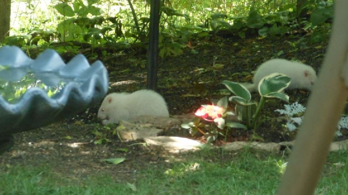 2 albino groundhogs found in resident's backyard | ksdk.com