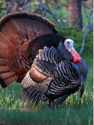 Missouri reveals deer and turkey hunting dates for 2026-27 seasons ...