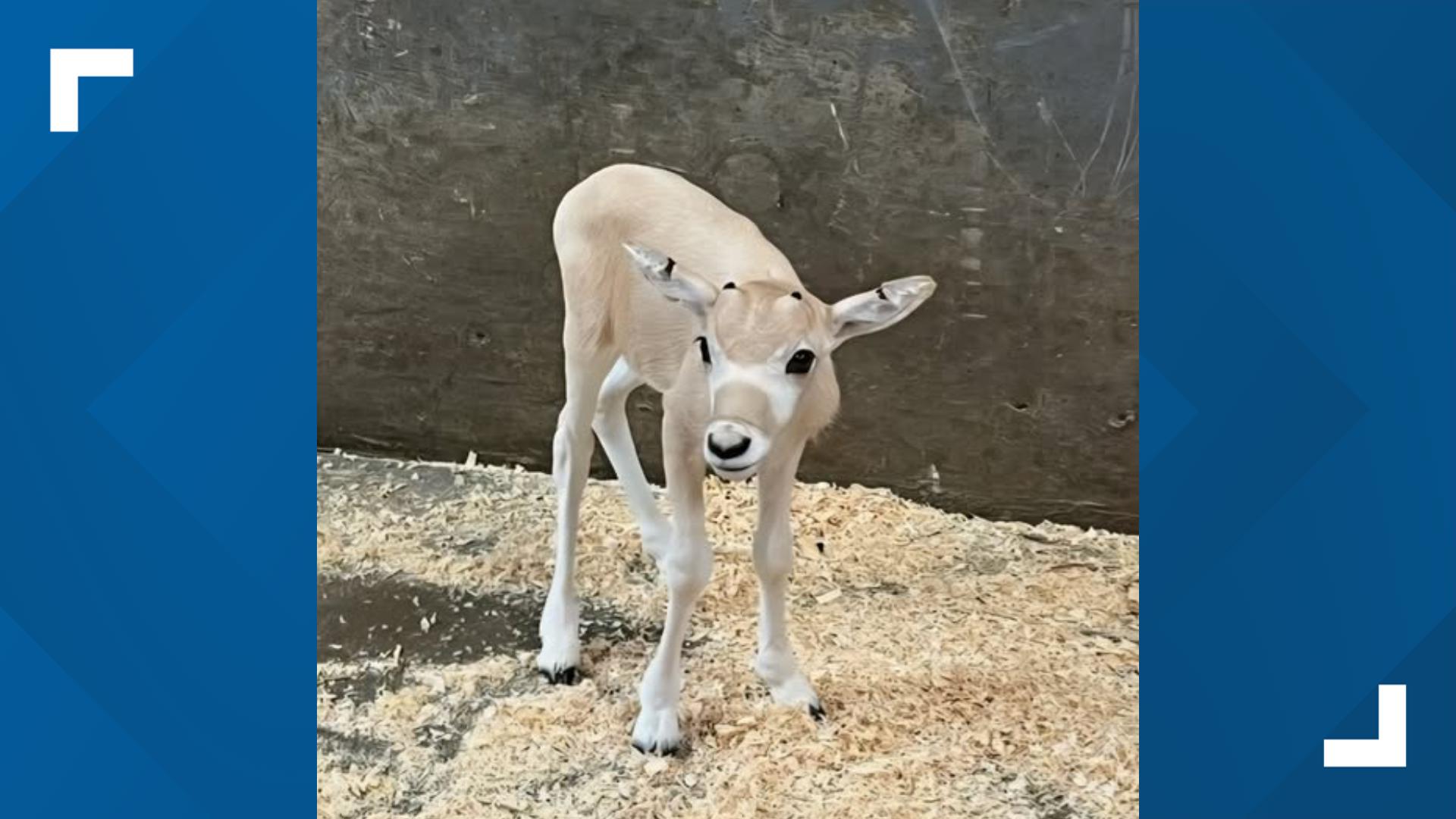 Saint Louis Zoo welcomes endangered addax calf, Meeko | ksdk.com