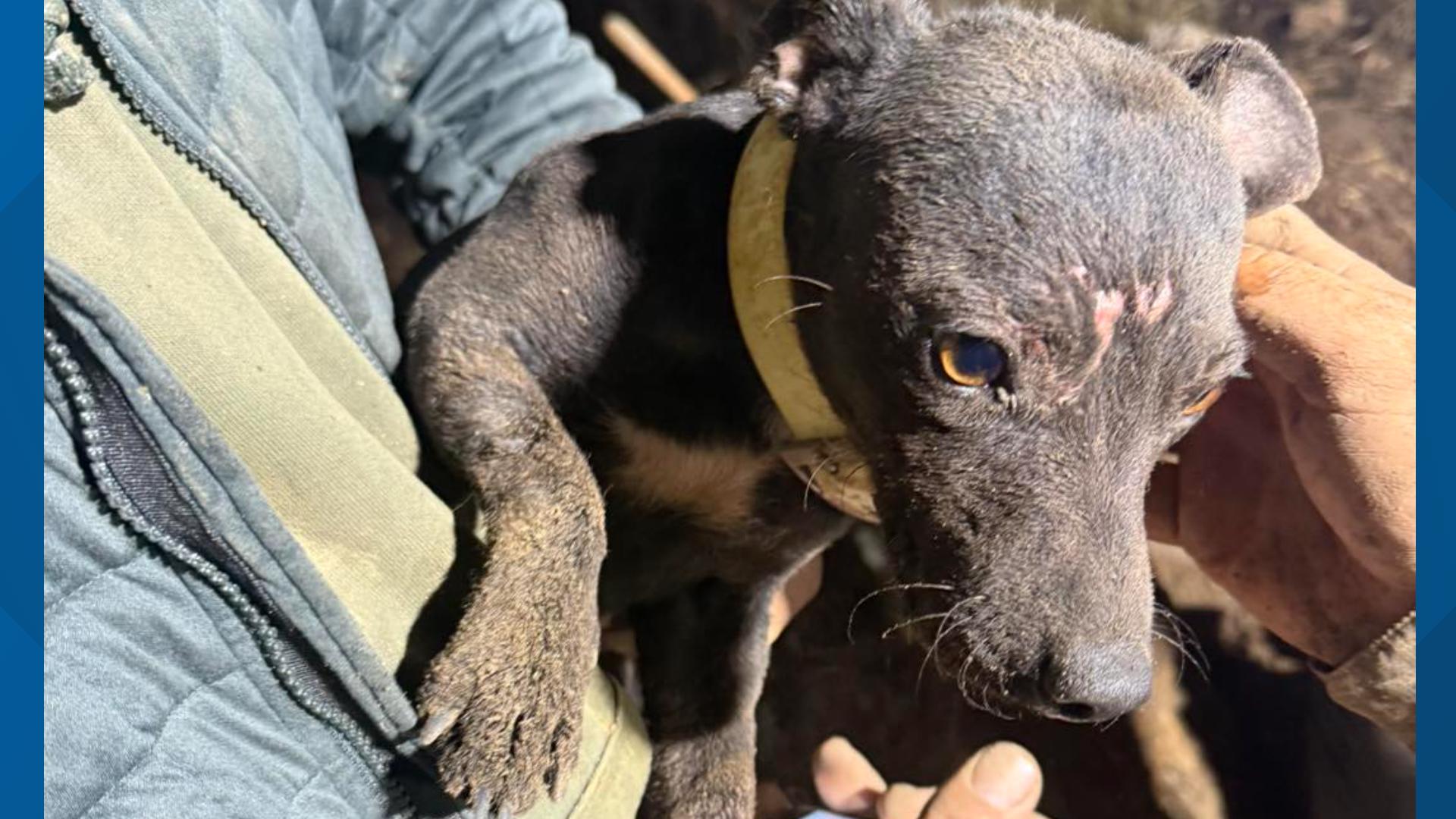 Hours-long rescue mission saves dog trapped in 12-foot hole | ksdk.com