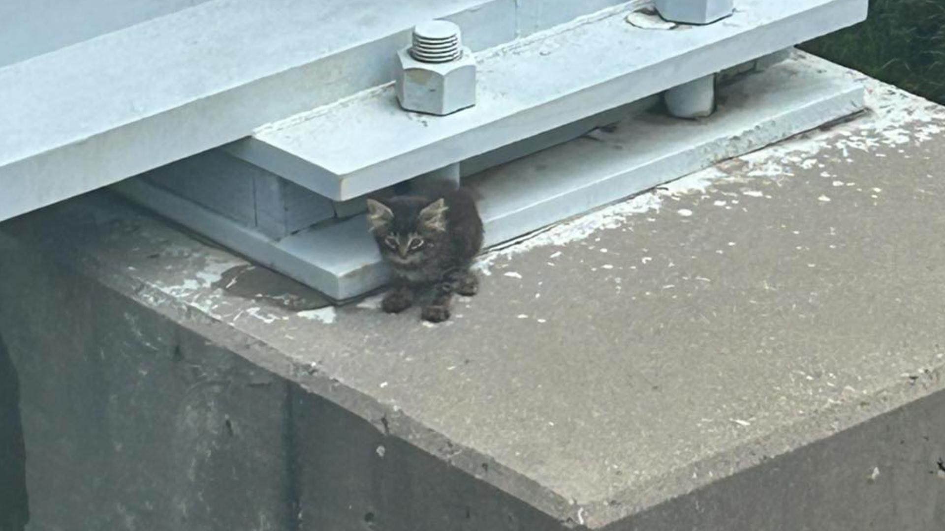 Kitten rescued from ledge of Illinois railway overpass | ksdk.com