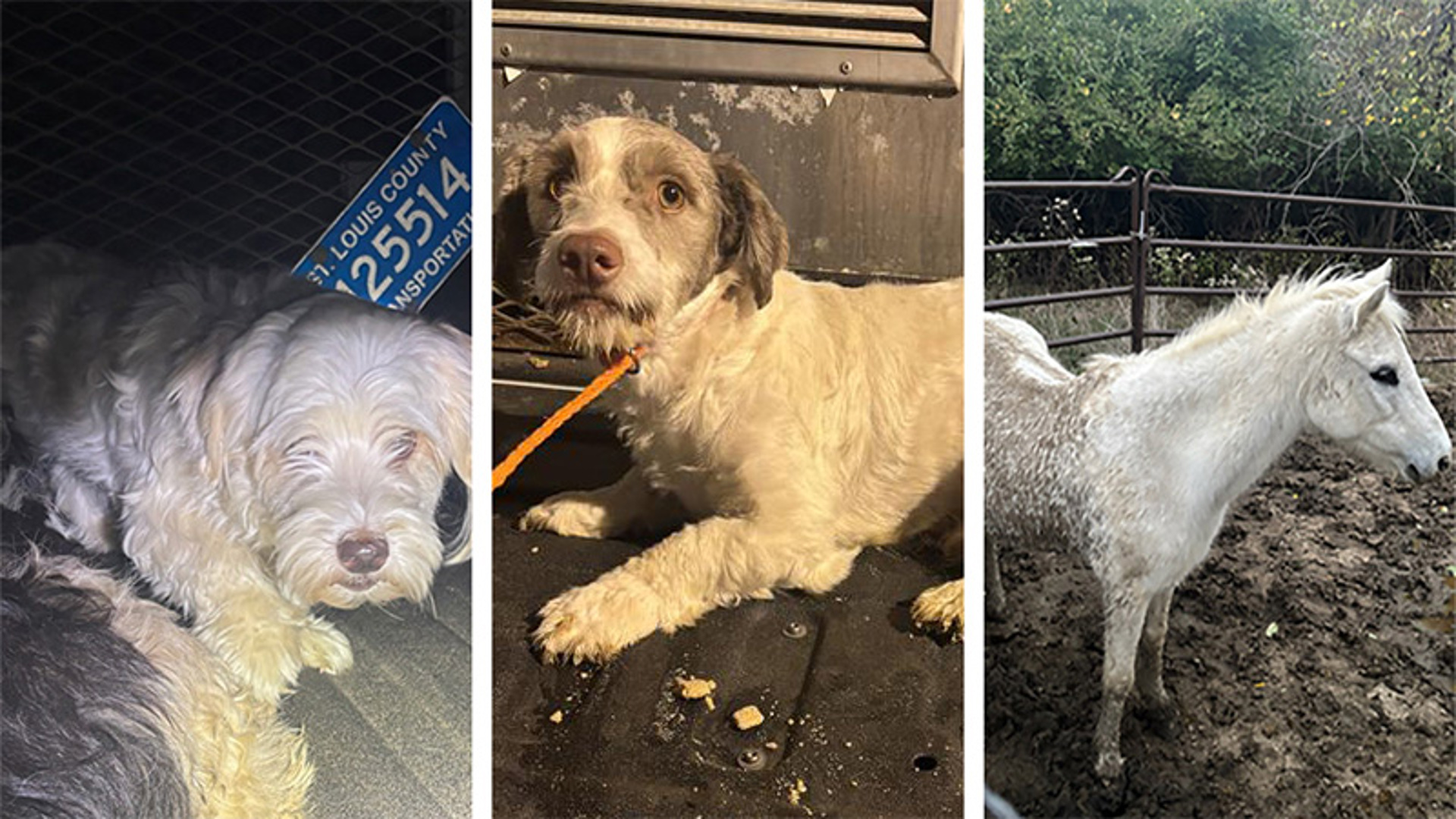 St. Louis County rescues 30 dogs and pony from neglectful home | ksdk.com