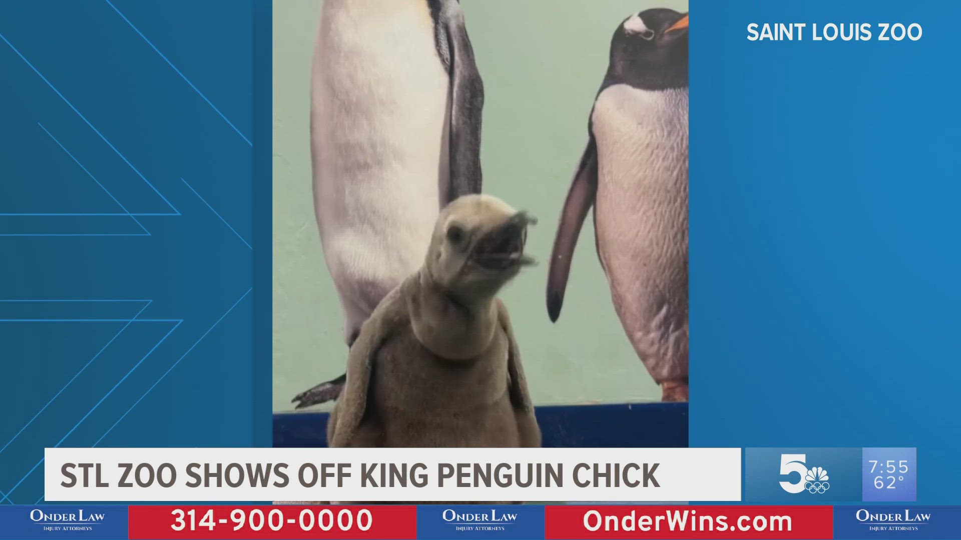 Saint Louis Zoo shows off King Penguin chick | ksdk.com