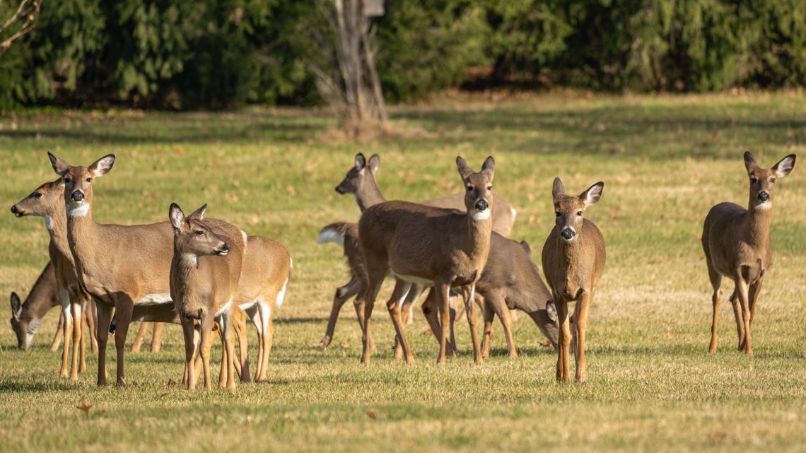 Big Missouri deer hunting rule change may come in 2025 | ksdk.com