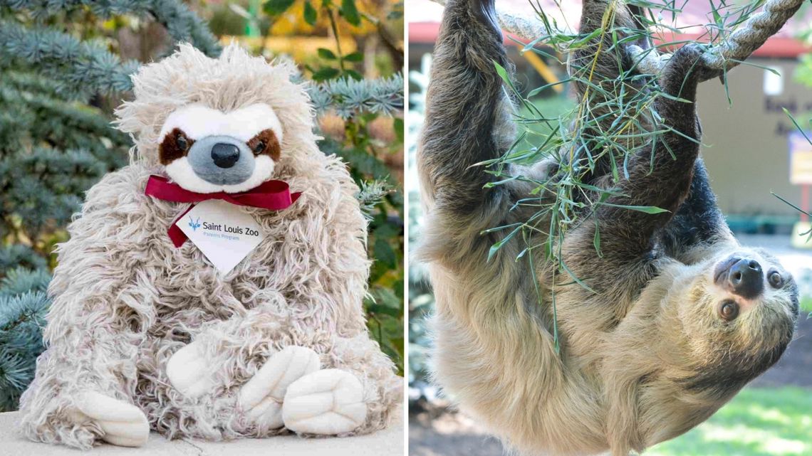 Adopt a Saint Louis Zoo Hoffman's two-toed sloth For Valentine’s Day ...