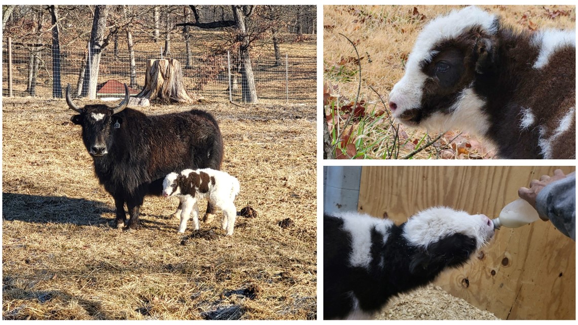 Grant's Farm welcomes baby yak named after Kansas City Chiefs | ksdk.com