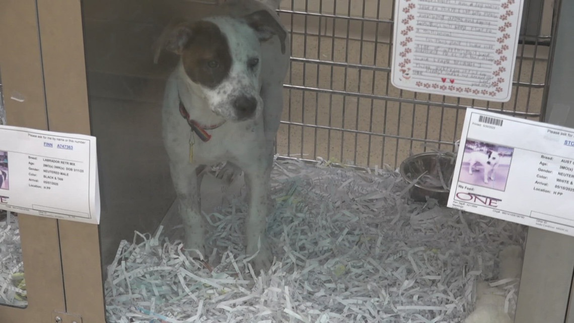 Shelters reunite St. Louis pets with owners after tornado, offer vital ...