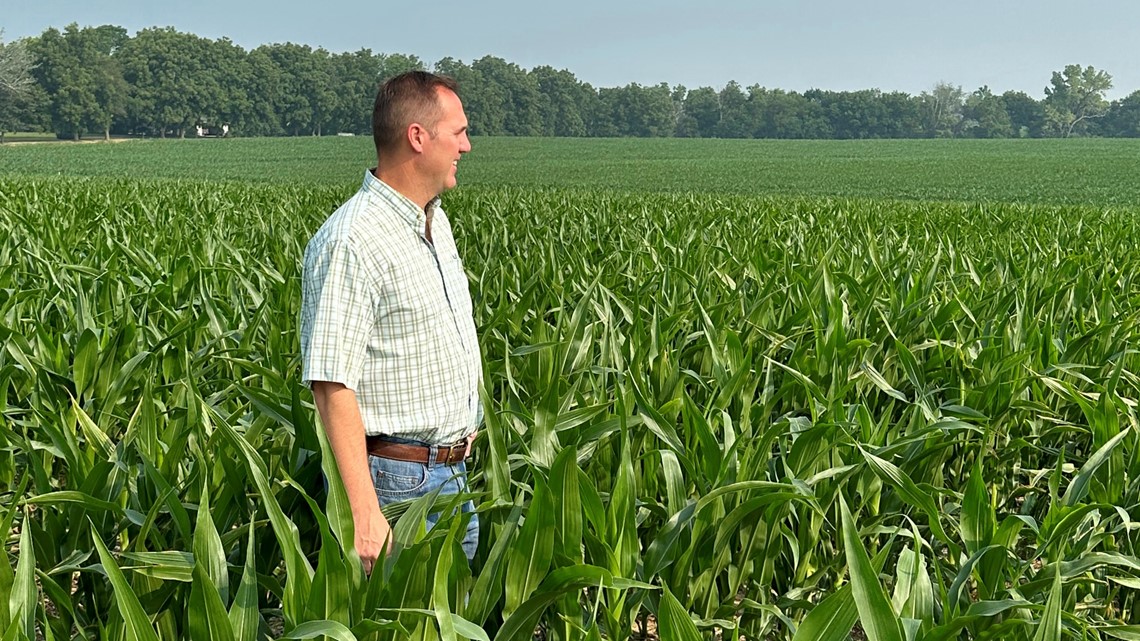 Missouri corn sweat season: The crop worsens humidity & drought | ksdk.com