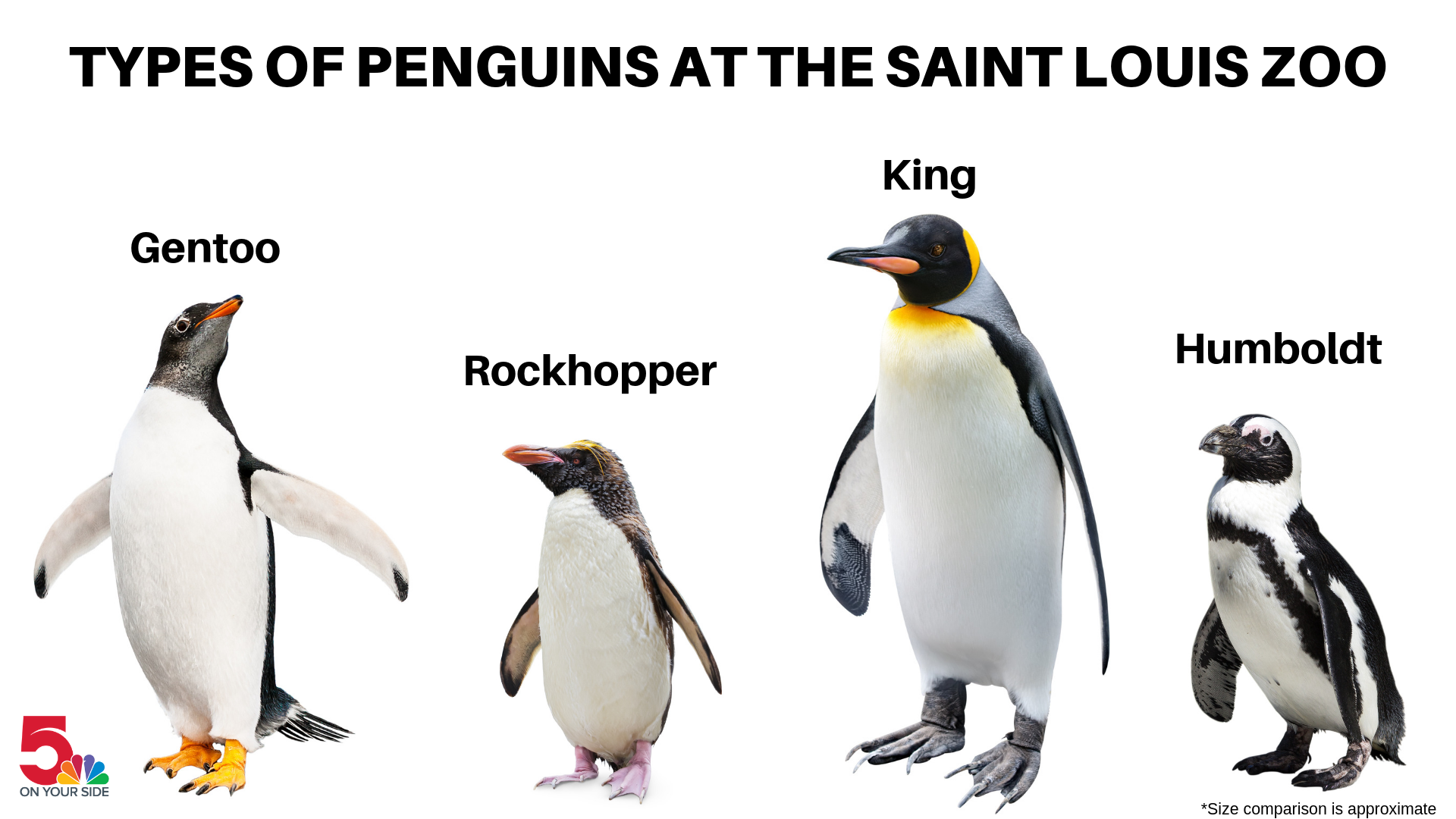 It's Penguin Awareness Day! Get to know the Saint Louis Zoo's pack of ...