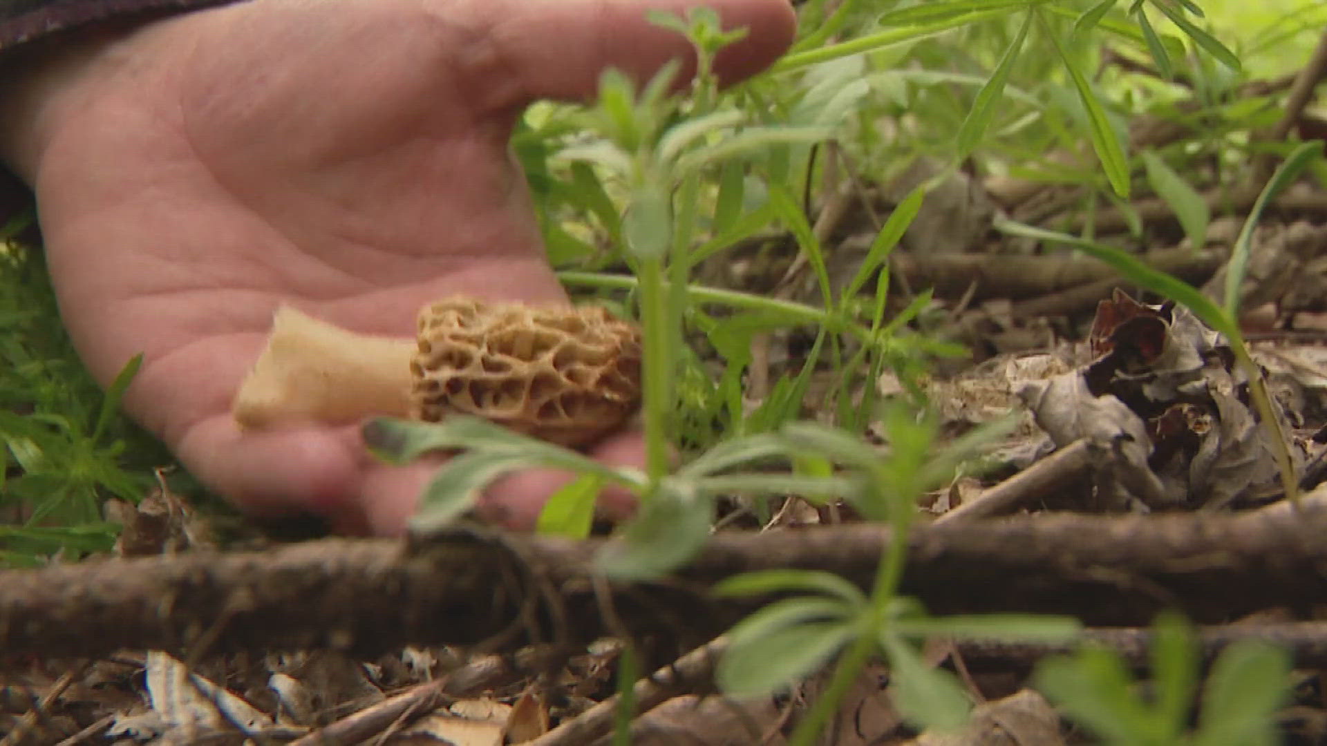 Missouri morel mushroom season nears peak | Here's where to look and ...