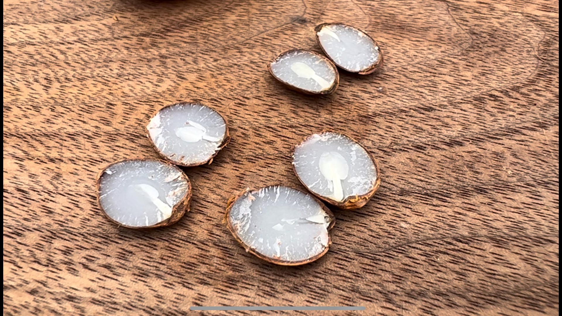 Snowy winter coming for Missouri, persimmon seeds say | ksdk.com