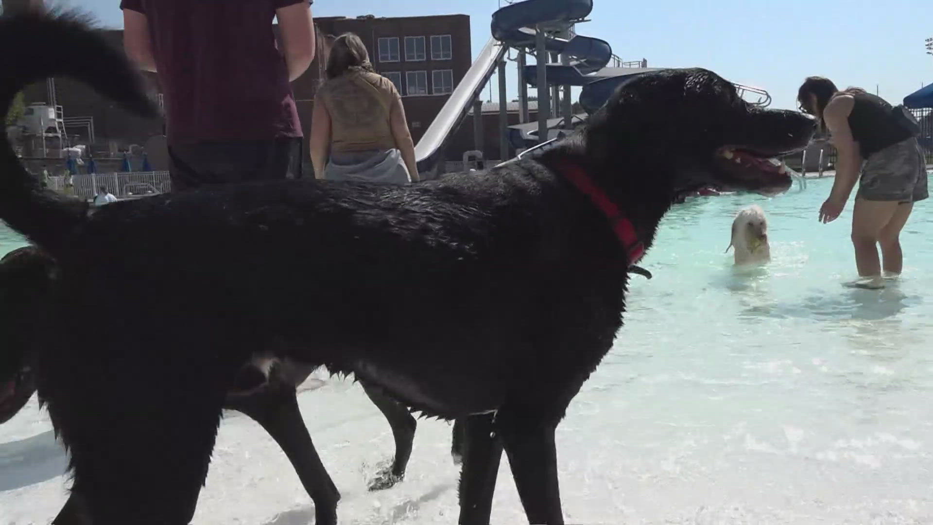 List: 2025 dog swim events at St. Louis-area pools | ksdk.com
