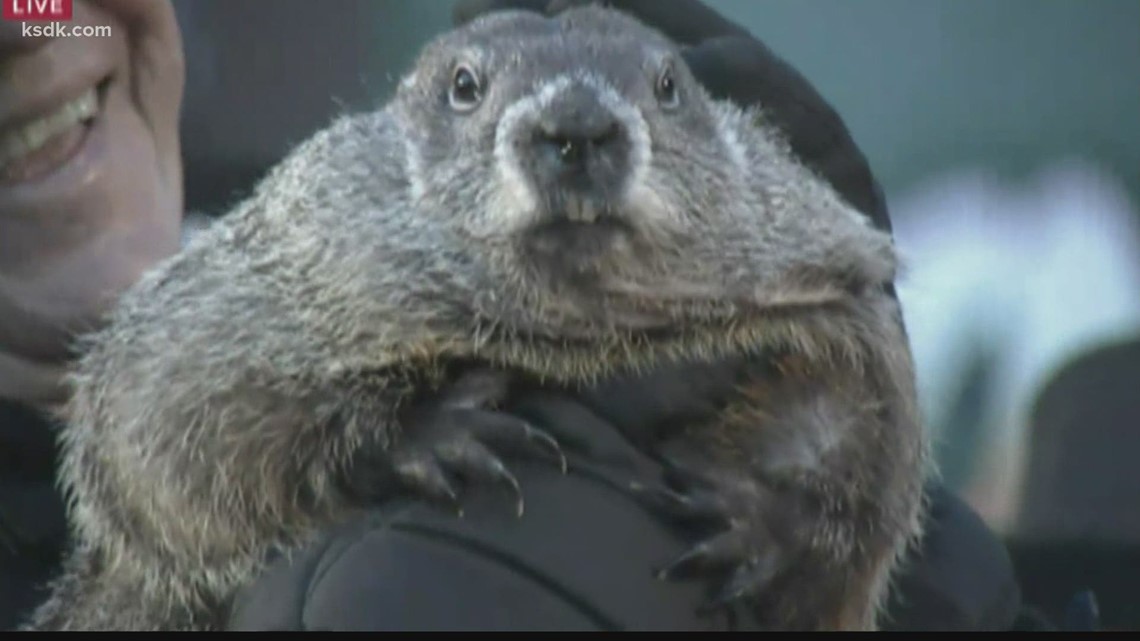 Groundhog Day 2024: Did Punxsutawney Phil see his shadow? | ksdk.com
