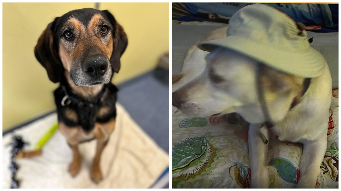 Sammy's Stars | Chocolate Chip and Apollo James | ksdk.com