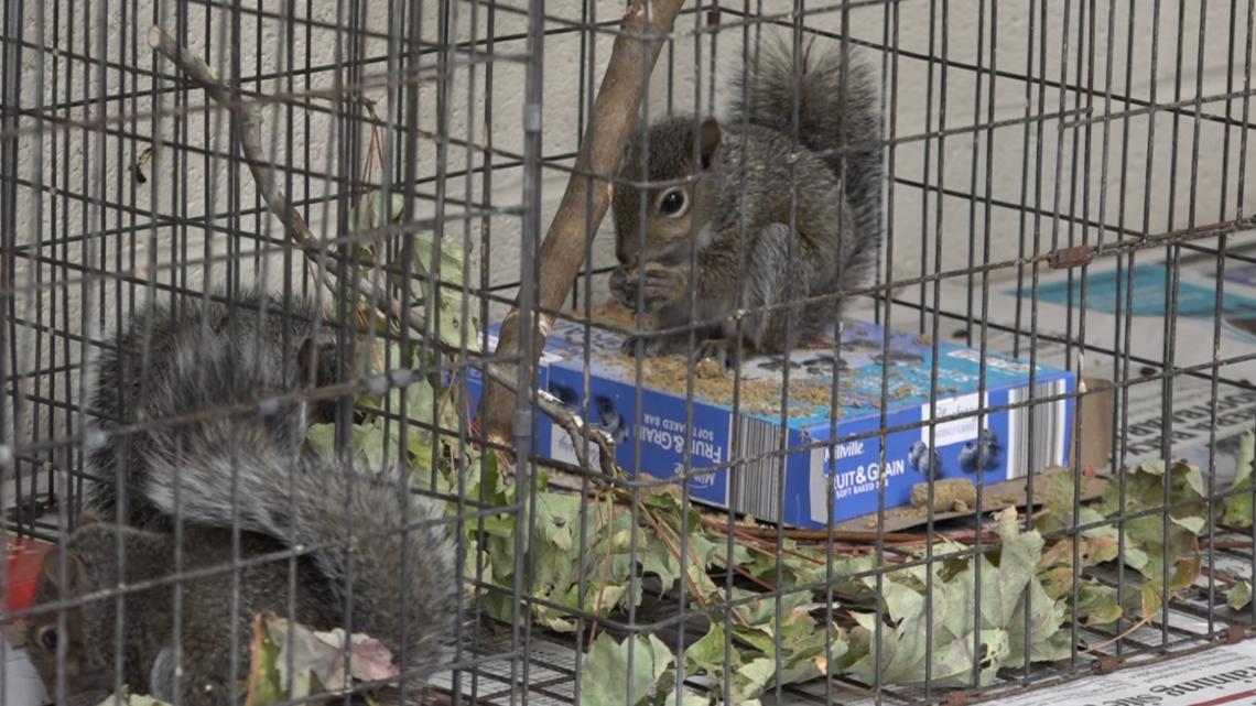 Squirrel admissions triple for Missouri Wildlife Rescue | ksdk.com