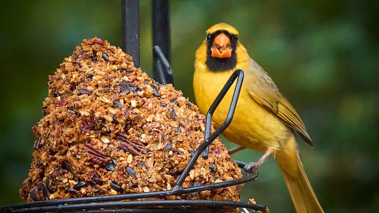 Rare 'yellow' cardinal captured by St. Louis Cardinals photographer ...