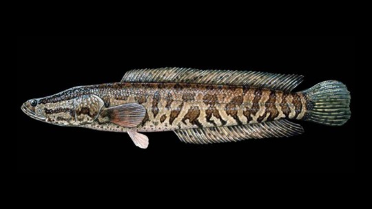 Missouri sees 4th invasive, predatory fish that can live on land | ksdk.com