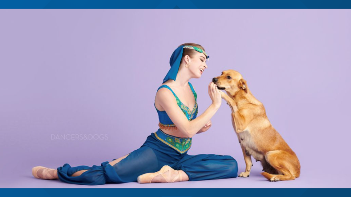 Stray Rescue dogs have photoshoot in hopes of getting adopted | ksdk.com