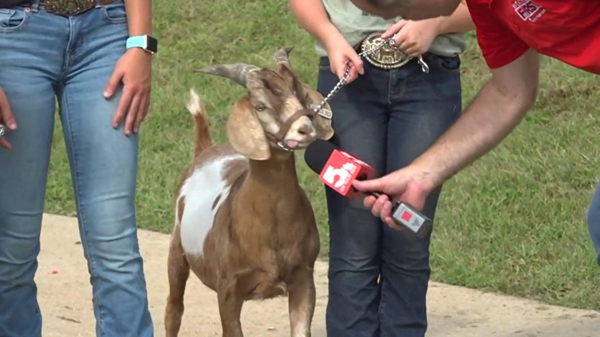 Opinionated goat doesn't like Chief Meteorologist Scott Connell's ...