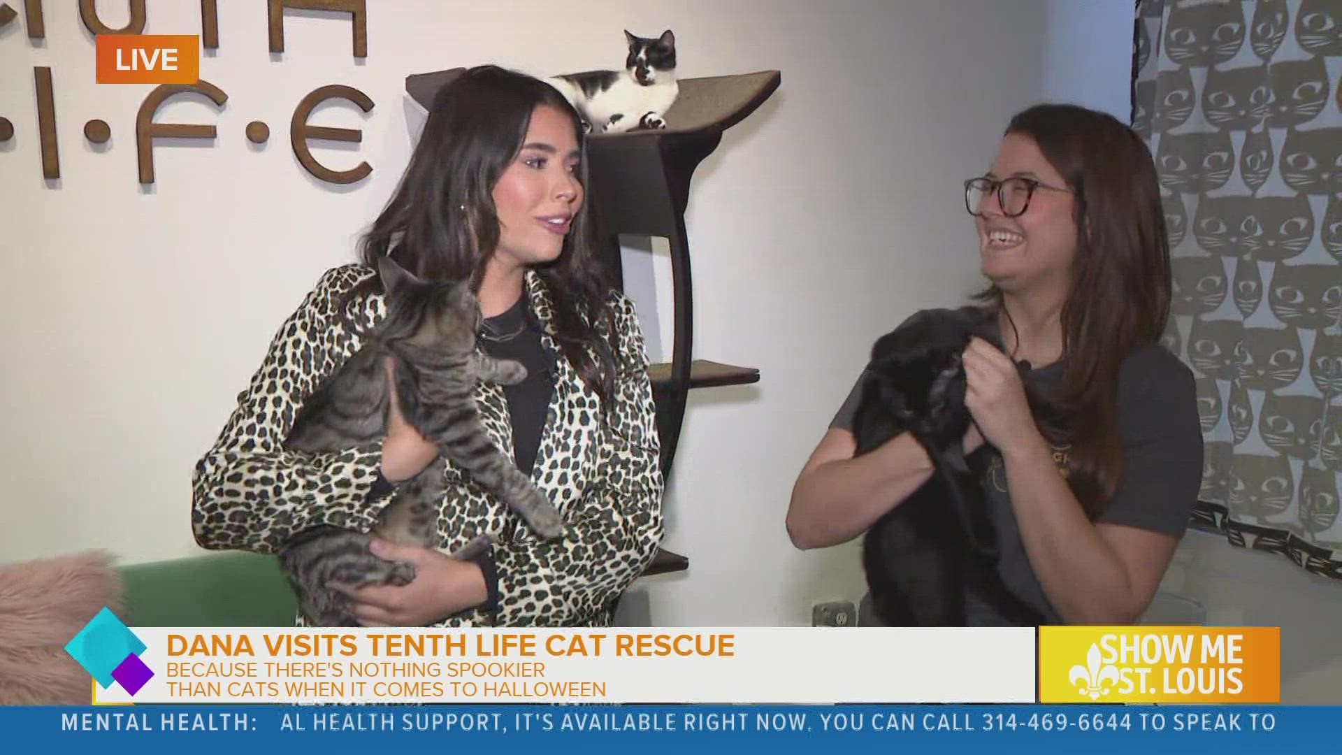 Dana visits Tenth Life Cat Rescue to remind you that animals want to be ...