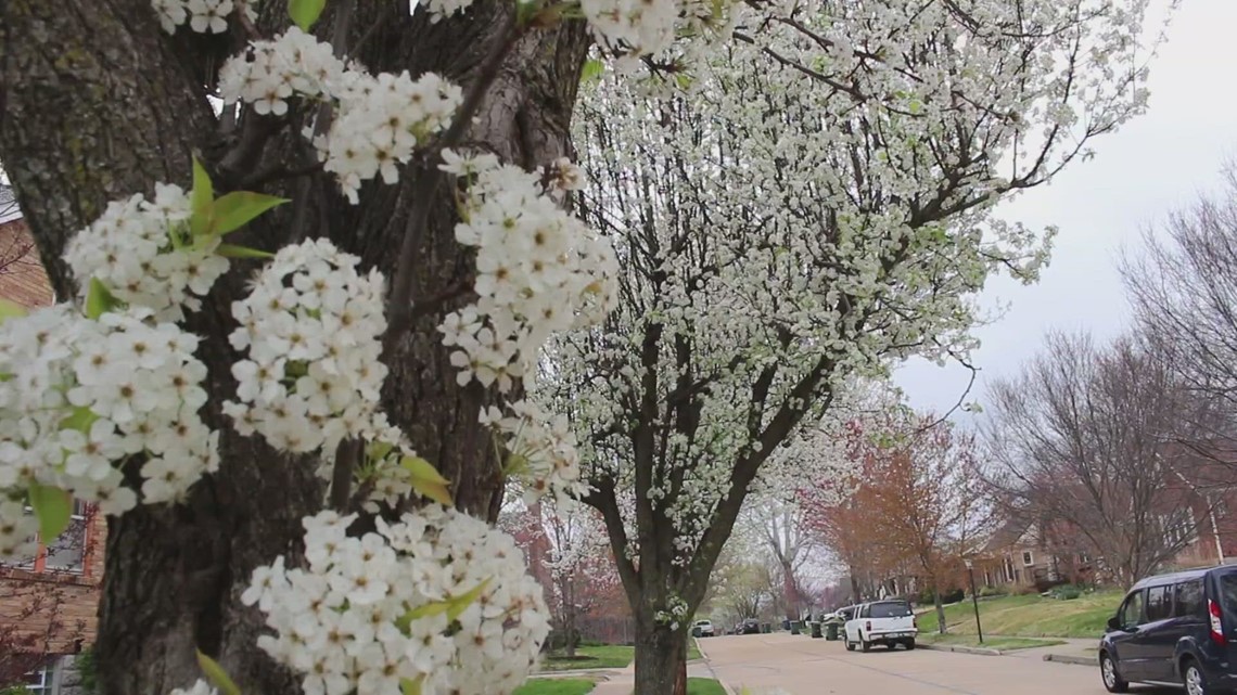 Cut down a Callery pear tree, get a non-invasive replacement for free ...