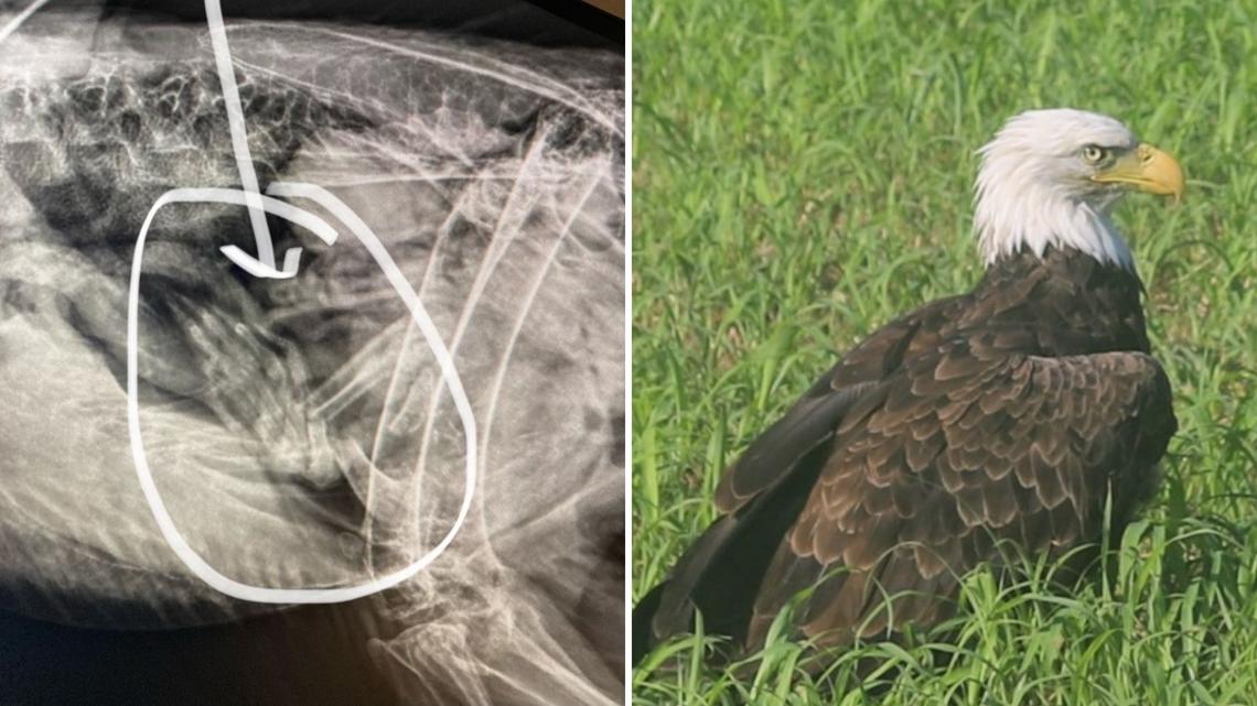 Eagle deemed 'too fat to fly' after being captured in Missouri | ksdk.com