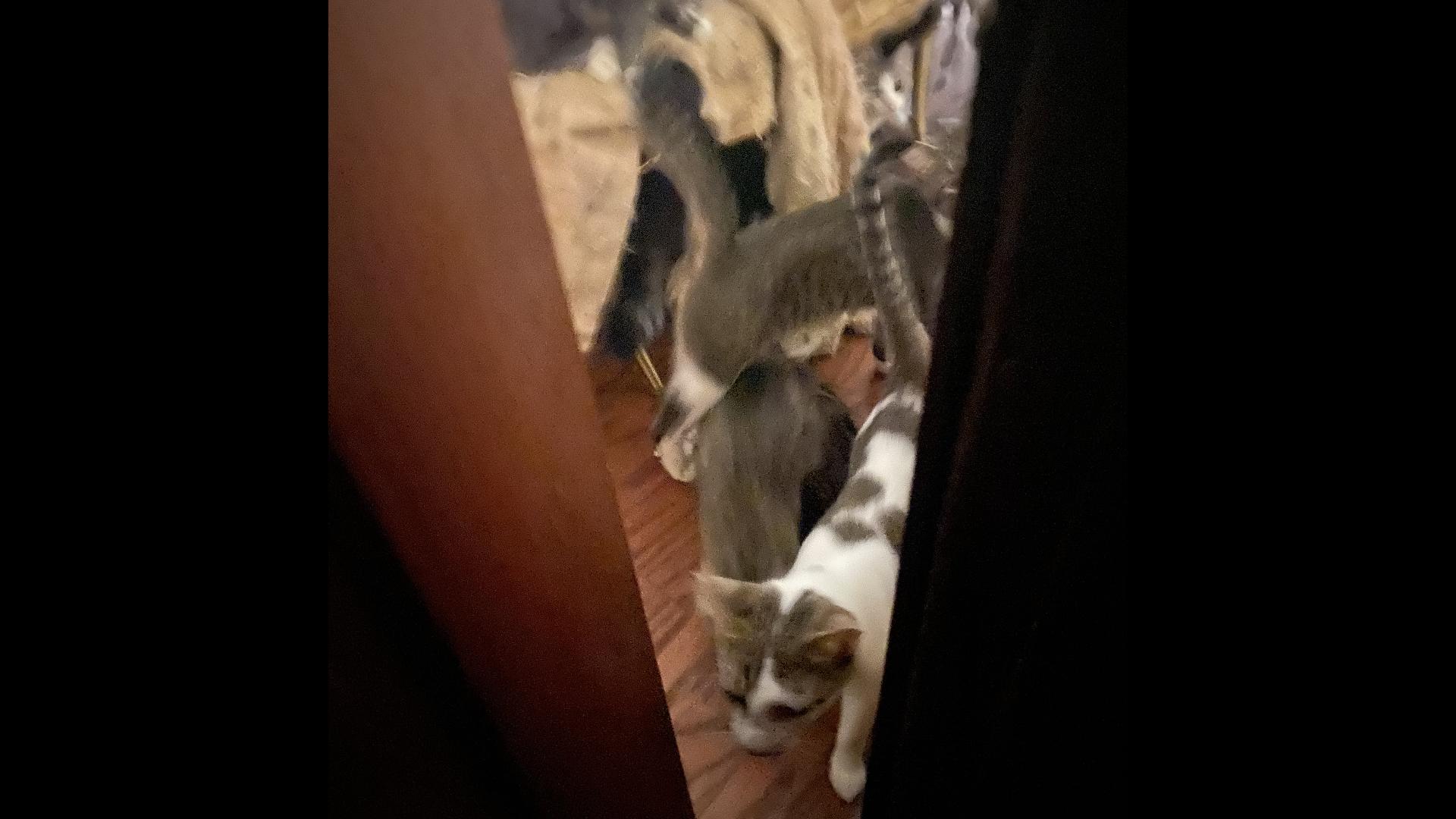 150 cats and counting: APA says 'urgent' help needed after Wildwood ...