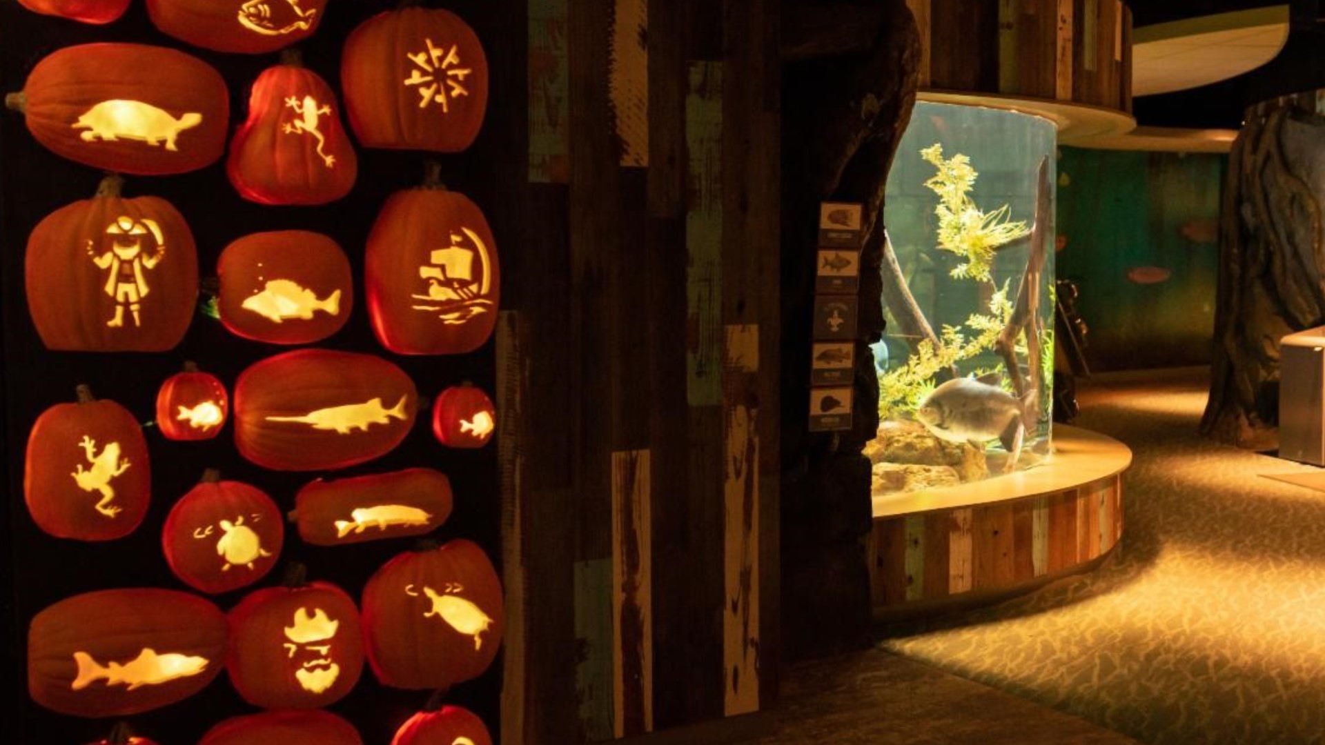 'Pirates & Pumpkins' takes over St. Louis Aquarium this Halloween ...