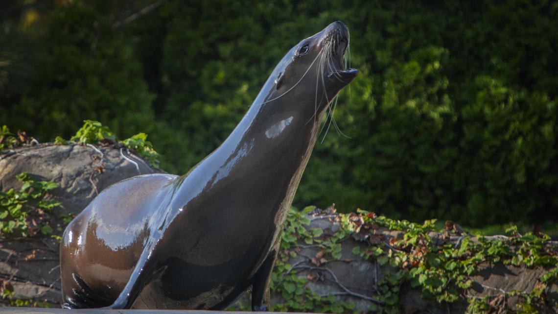 Adopt a sea lion from the Saint Louis Zoo for Valentine's Day | ksdk.com