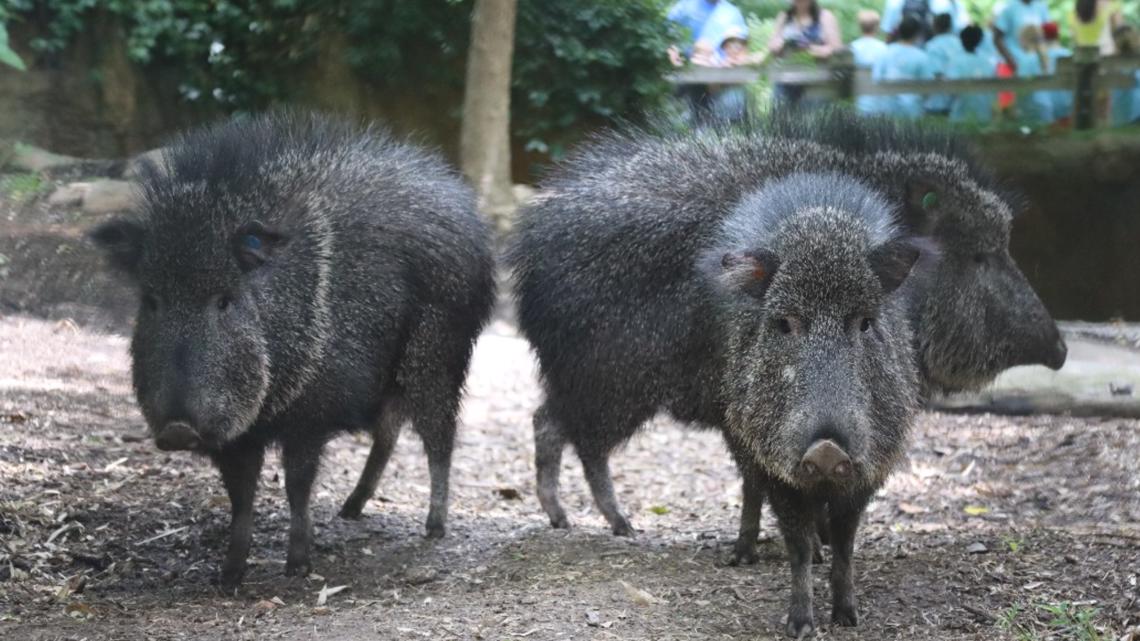 3 endangered Chacoan peccaries welcomed to Saint Louis Zoo | ksdk.com