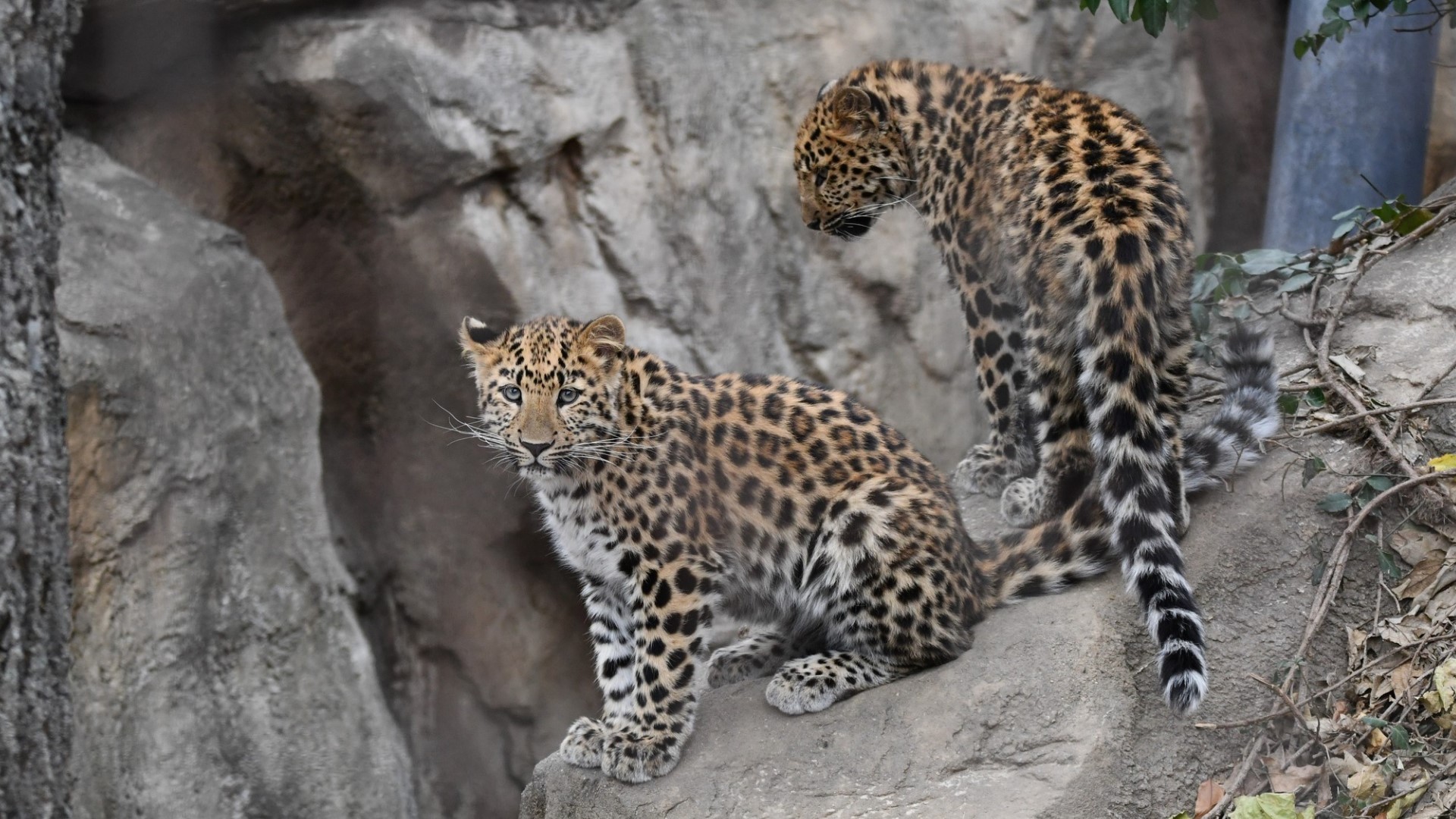 Amur leopards at Saint Louis Zoo turn 1 year old | ksdk.com