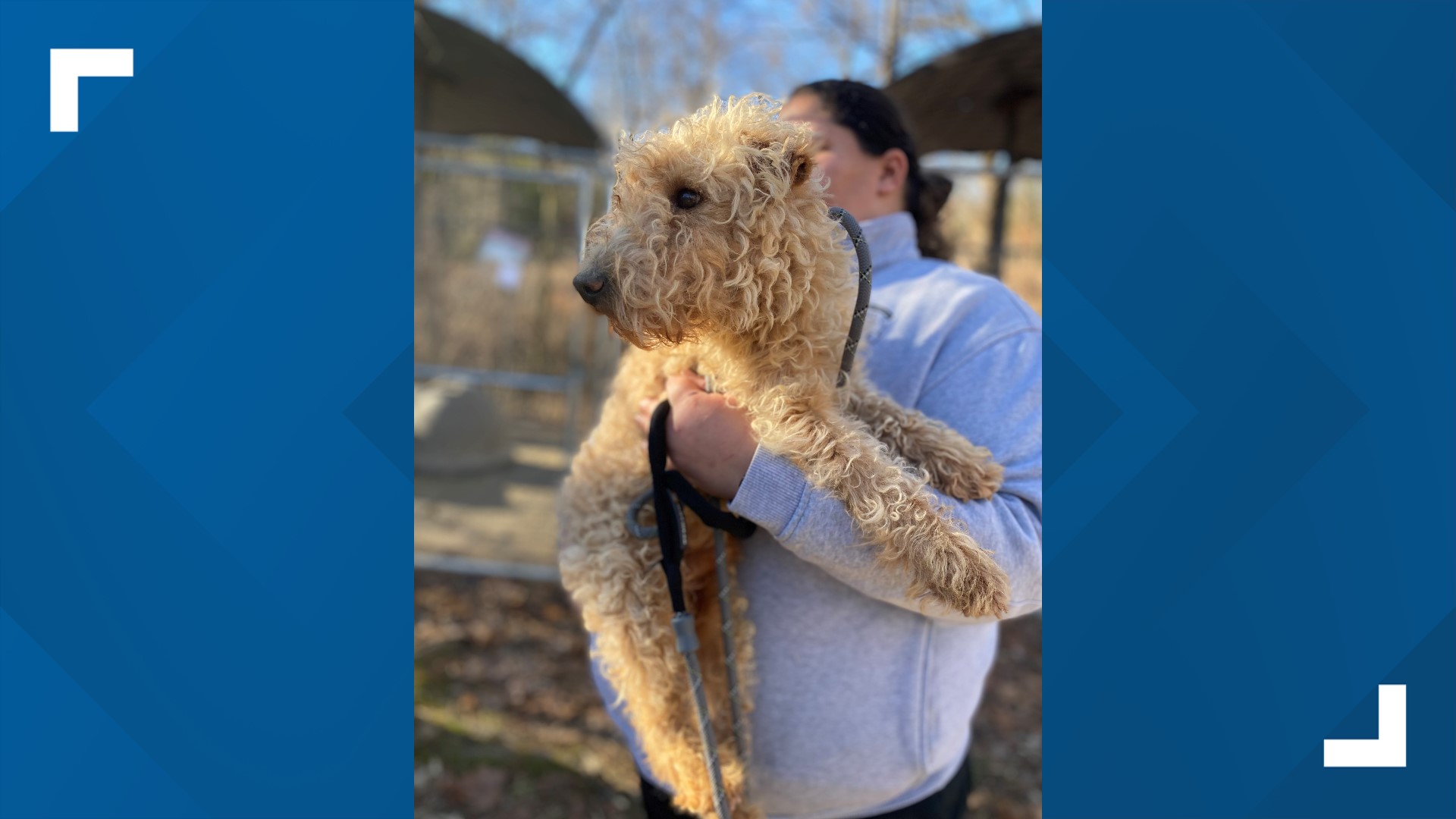 29 dogs rescued from formerly licensed breeder in Ozark County | ksdk.com