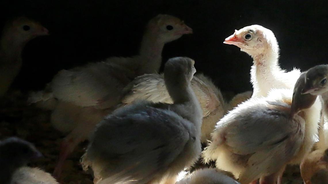 Missouri Bird Flu update Sept. 27: Possible infections grow to 7 | ksdk.com