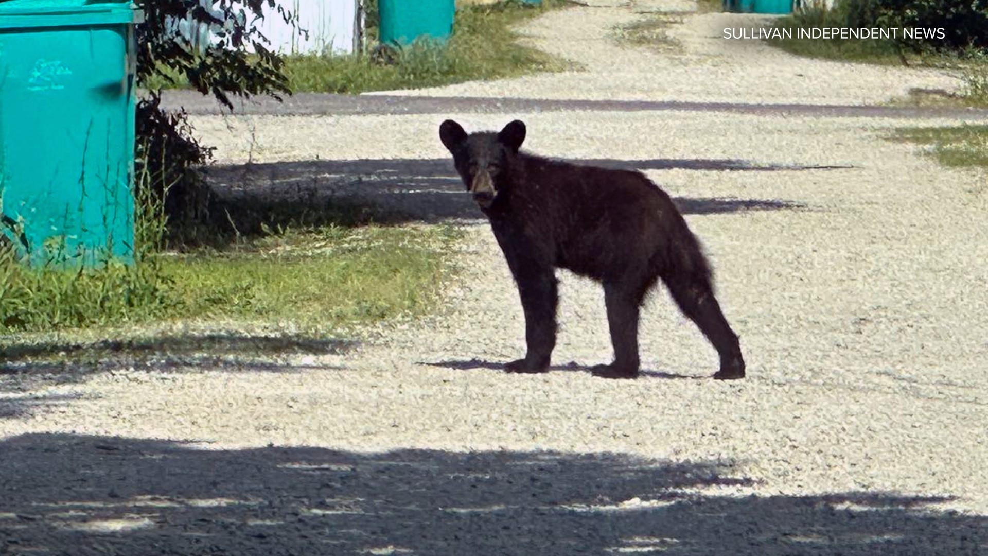 Black bear cub spotted in Sullivan, Missouri | ksdk.com