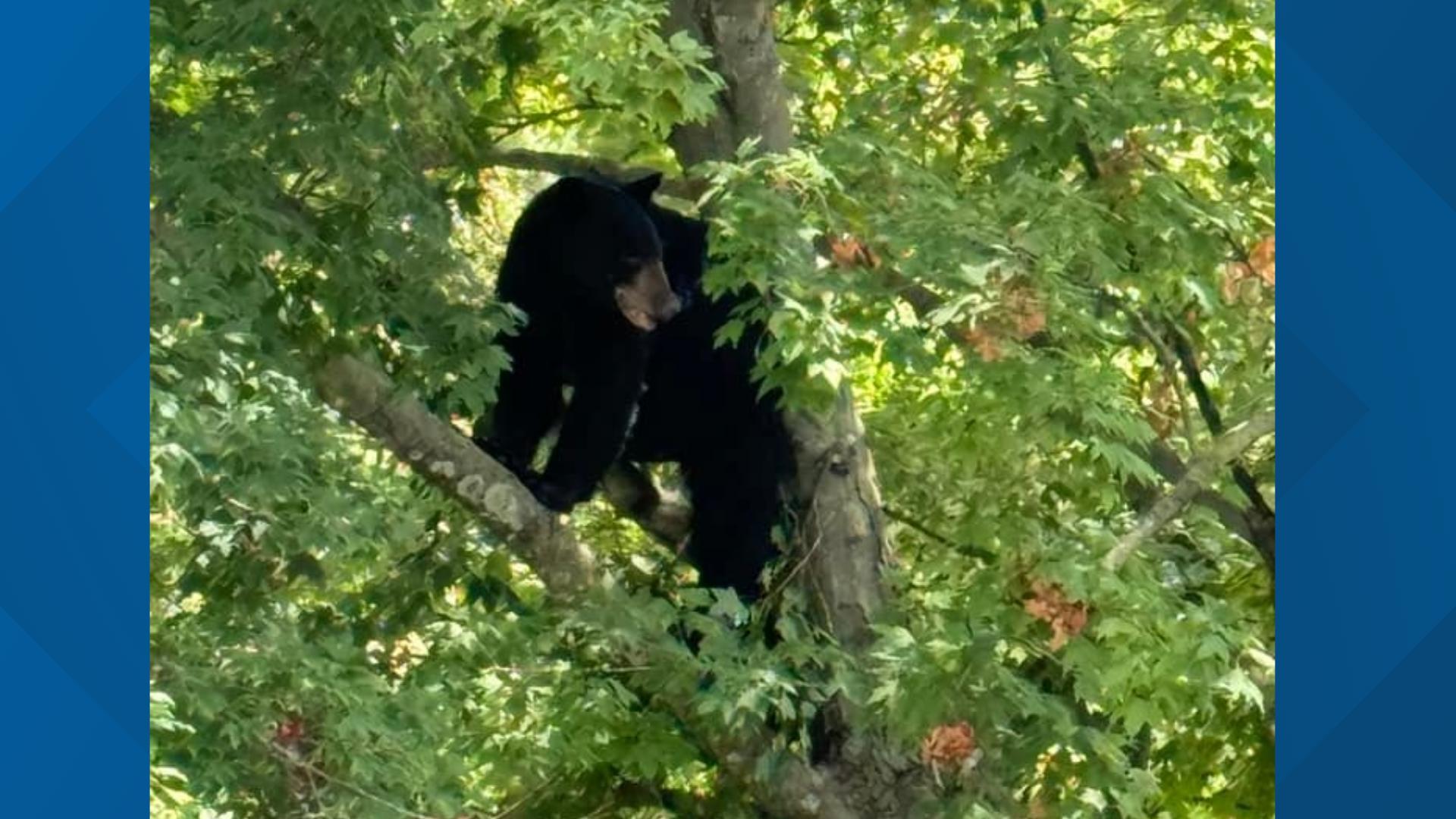 Missouri bear sightings: How cute pictures may lead to dead bears ...