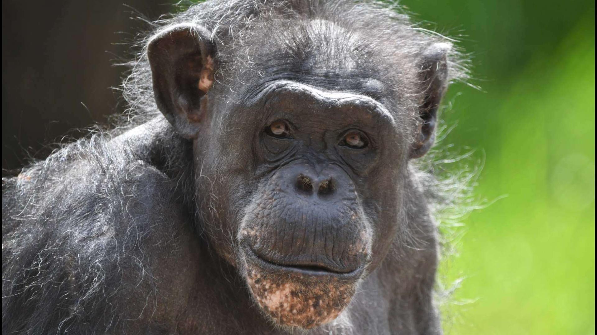 Saint Louis Zoo mourns 55-year-old chimp named Rosie | ksdk.com