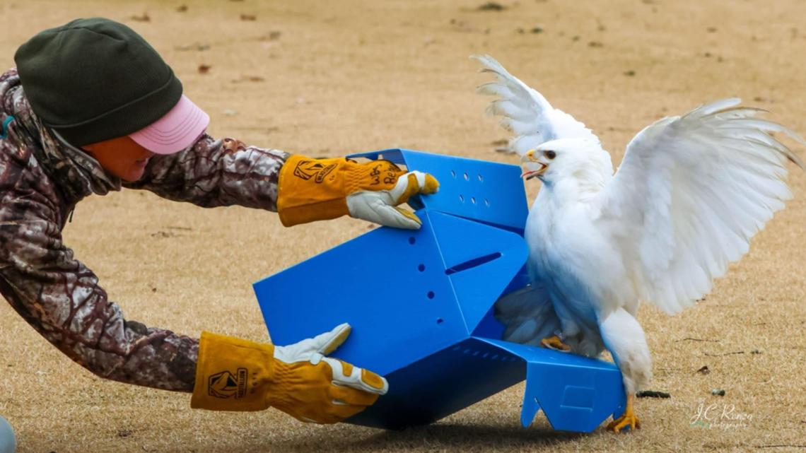 Extremely rare white red-tailed hawk accidentally captured in Missouri ...