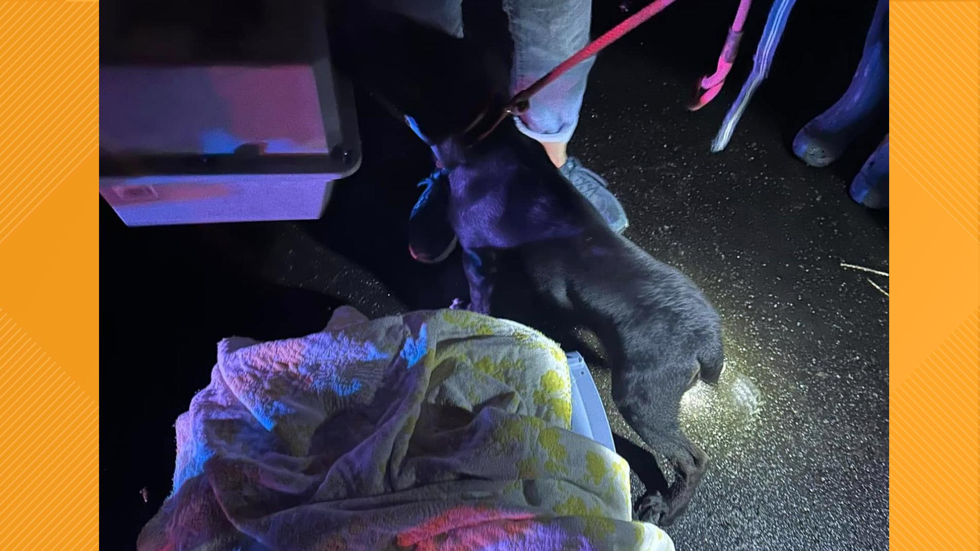 Purina Farms hit by storm: Significant damage reported | ksdk.com