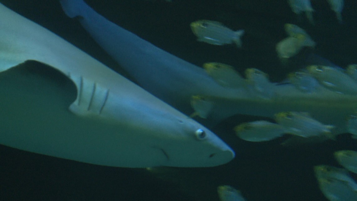 St. Louis Aquarium: A first look at Shark Canyon | ksdk.com