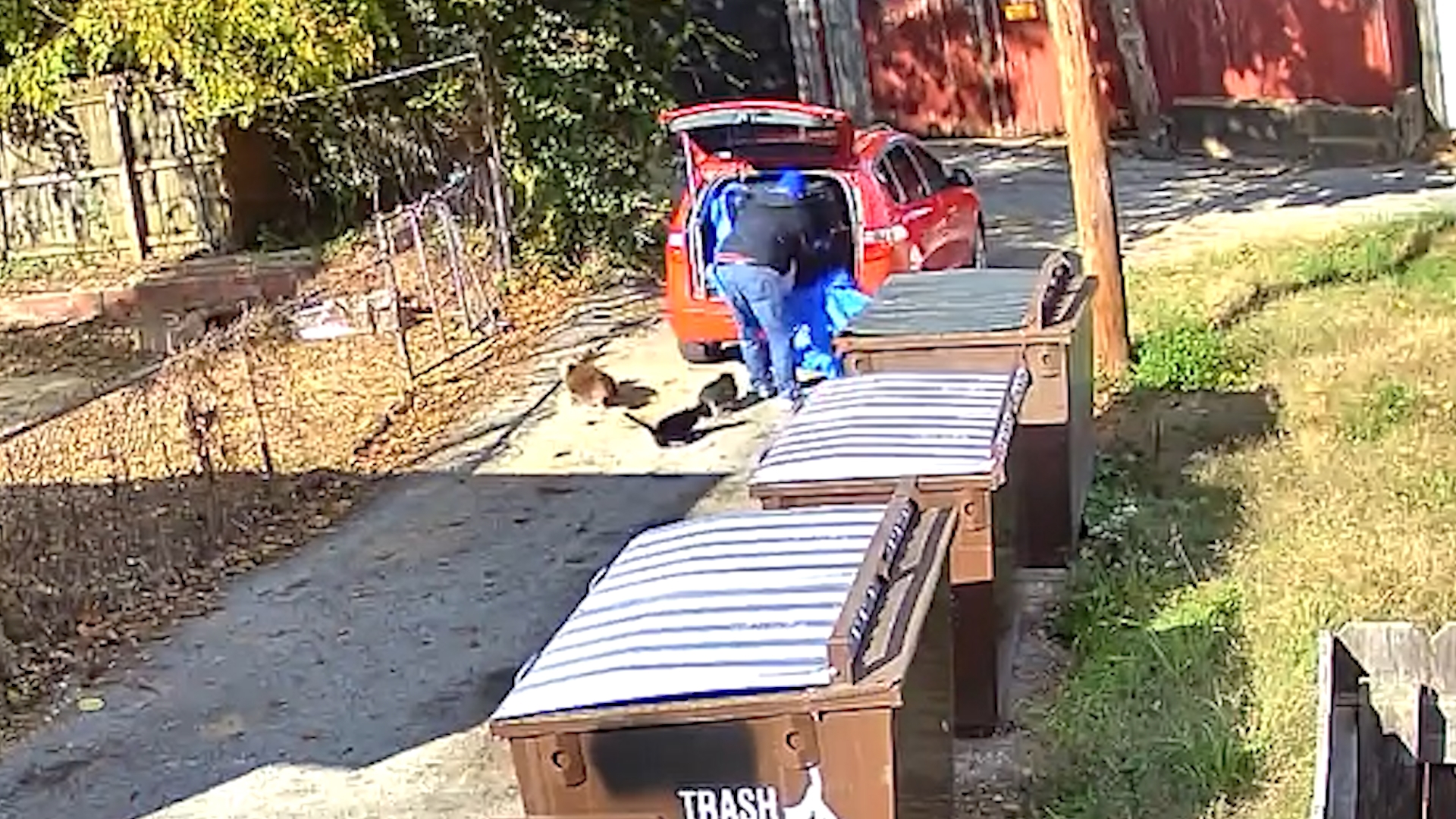 Man caught on camera tossing cats from car in Tower Grove East alley ...