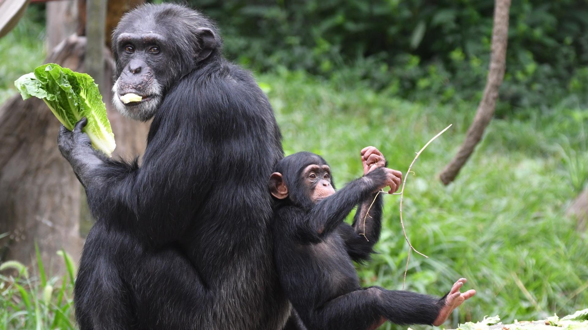 Saint Louis Zoo mourns loss of beloved chimp Kijana | ksdk.com