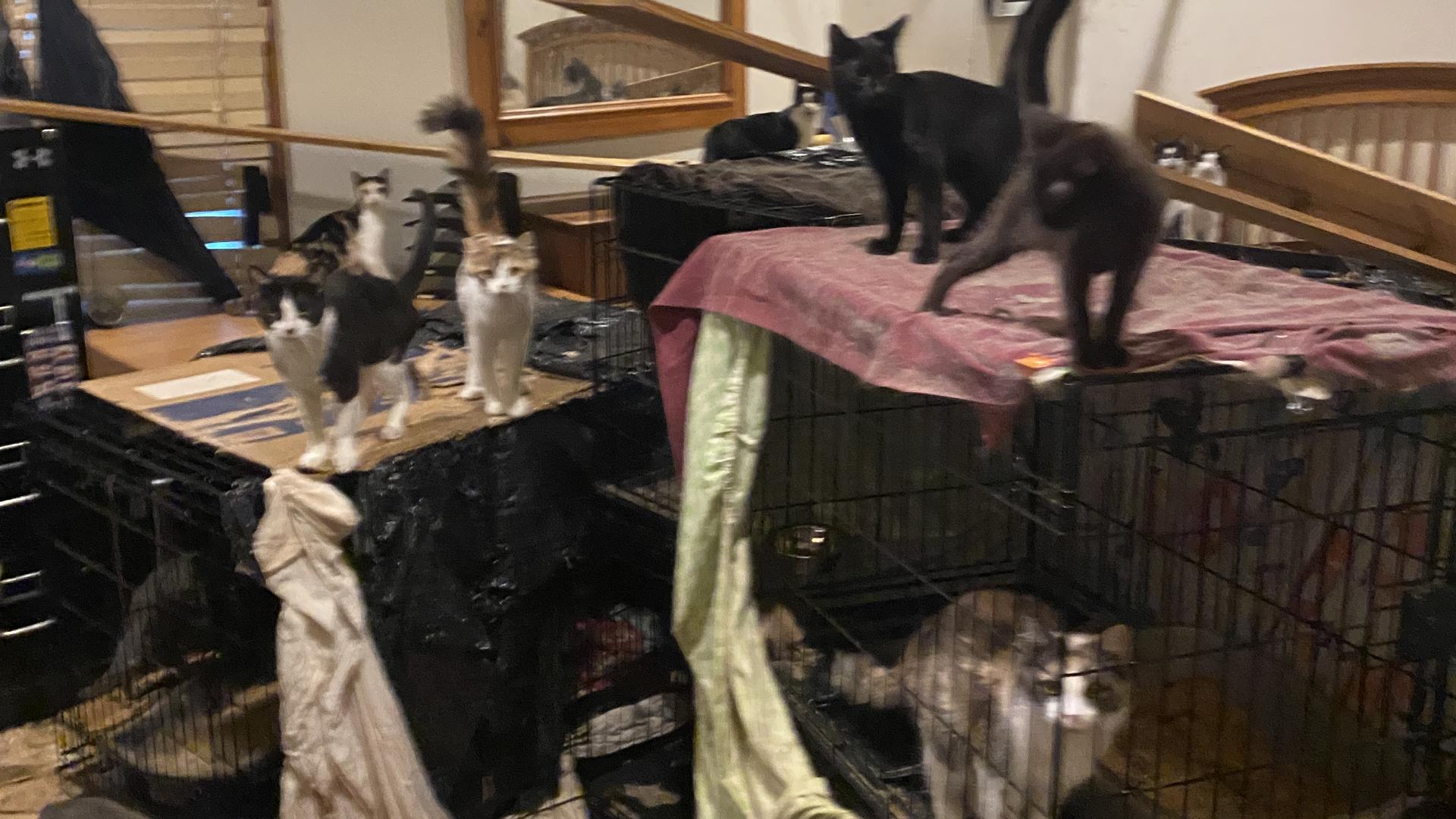 150 cats and counting: APA says 'urgent' help needed after Wildwood ...