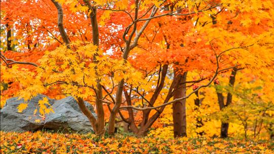 St. Louis fall foliage guide: Best leaf-peeping spots | ksdk.com
