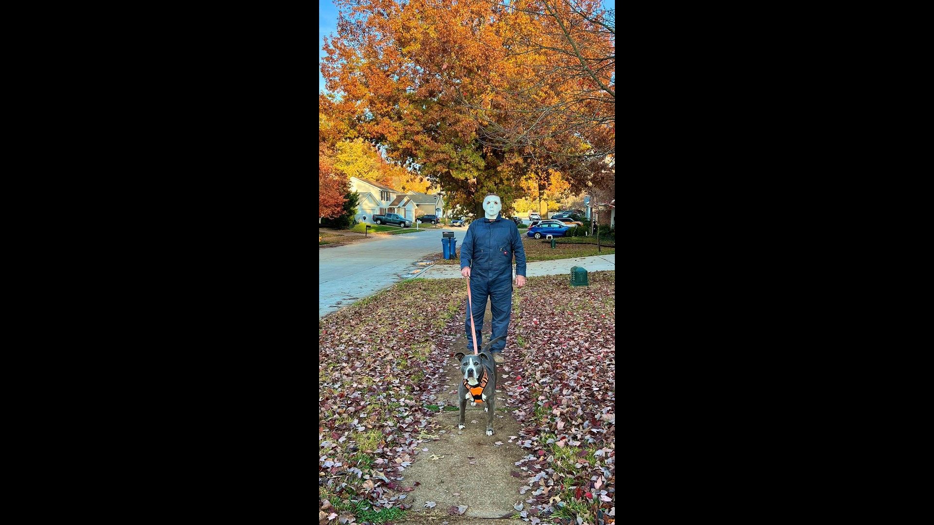 Fall foliage map in the St. Louis area | ksdk.com