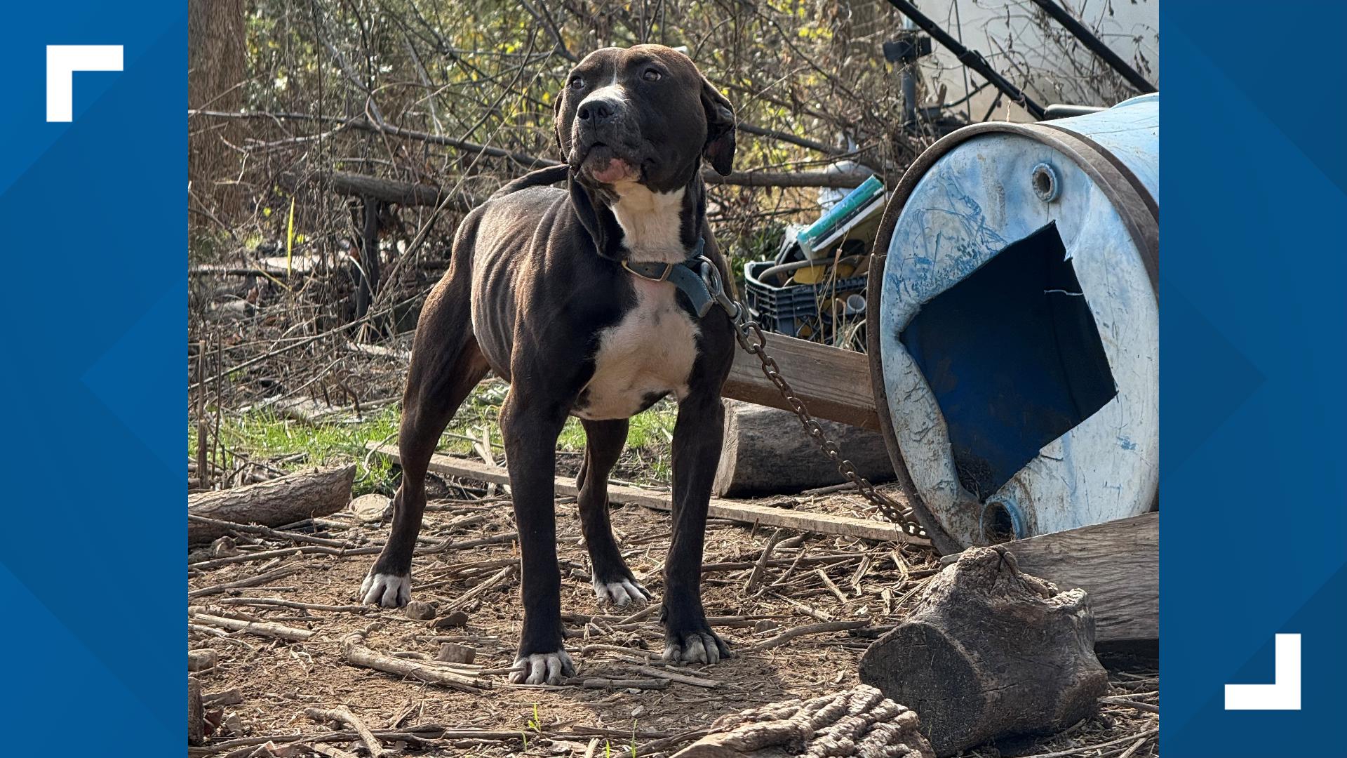 Humane Society of Missouri rescues 27 dogs in Polk County | ksdk.com